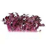 Buy Microgreen Red Radish 50 g (Pack) Online at Best Prices in India ...