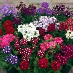 Buy Flora Seeds Premium Verbena Hybrid Seeds | Verbena Mixed Color High ...