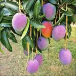 Buy Platone Mango PlantAam PlantThe Purple Irwin Mango Live Grafted ...