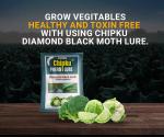 Buy Chipku-Pheromone lure for insect diamond black moth (DBM) (10 ...