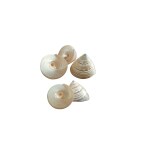 Buy Akshayshree Sales Decorative Medium Moti Sankh Ceramic (Pack of 5 ...