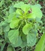 Buy Plantzoin Indian acalypha Kuppi Acalypha indica Nakachana Live ...