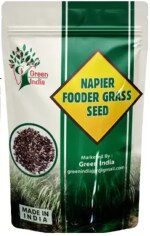 Buy Napier Fodder Grass seed / ELEPHANT GRASS Seed_400 gm Online at ...