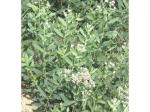 Buy Odiplantz Rasna Live Plant Online at Best Prices in India - JioMart.