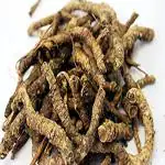 Buy Xetomos Kutki Katuka Kaud Picrorhiza kurroa 100gm Online at Best ...