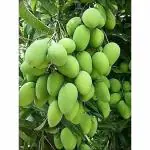 Buy Cloud Farm Mallika Mango Grafted Hybrid Healthy Plant- 1.5 Ft. Height CF_1036 Online at Best ...