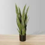 Buy Earth Angels Snake Plant (Hybrid, Pack of 1) Online at Best Prices ...