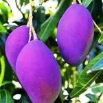 Buy Cloud Farm Hybrid and Thai Axotic Mango Plant - 200 mm (CF23) Online at Best Prices in India ...