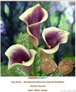 Buy Plantogallery Arum Lily Flower Bulb (Pack Of 10) (Purple) | Outdoor ...