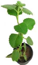 Buy ROOKHRAJ PAUDHSHALA Ajwain Live Plant, Ajwayan Ajowan ...