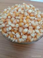 Uzhavan Unavu - Organic - Corn / Maize/ Makka/Makkajonna/Makka Chollam ...