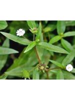 Buy Odiplantz Trailing eclipta Live Plant Online at Best Prices in ...