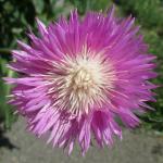 Buy Flora Seeds Premium Sweet Sultan Hybrid Seeds | Sweet Sultan Mixed ...