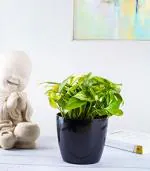 Buy Nurturing Green Good Luck Money Plant Green With Black Bare Pot ...