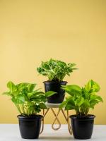 Buy Nurturing Green Combo of 3 Good Luck Money Plants in Black Fiber ...