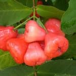 Buy Cloud Farm Syzygium Rose Water Apple Wax Apple Java rose apple ...