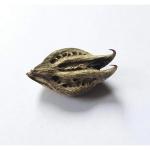 Buy CooPany Bat Head Roots Seeds/Evil Pods/Wood Devil/Kaknasa Martynia ...