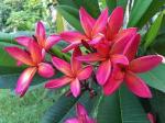 Buy Cloud Farm Hybrid White and Red Plumeria Plant - 200 mm CF07 Online at Best Prices in India ...
