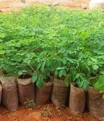 Buy CooPany Sahjan/Saragavo/Shevaga/Moringa Healthy Live Plant Pack of ...