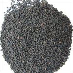 Buy Babchi Seeds - Bakuchi Seeds - Bavachi Beej- Bavchi Beej - Psoralea ...