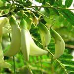 Buy Plantzoin Agati Gaach-munga Sesbania grandiflora Agasti Live Plant ...