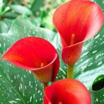 Buy Plantogallery Zantedeschia Lilly Red Alert Exotic Bulb (Pack Of 2 ...