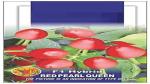 Buy PLATONE Chilli hybrid Red Pearl Queen seeds(Pack Of50 Seeds) Online ...