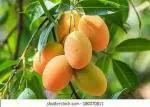 Buy Earth Angels Mango Plant (Hybrid, Pack of 1) Online at Best Prices ...