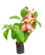 Buy SENECIO Pink Yellow Multicolor Vivid Mussaenda Lutea Leaf Wing ...