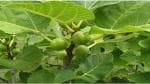 Buy Corofitam Gular/Cluster Fig Plant Gular/Cluster Fig Plant With Pot ...