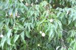 Buy Plantzoin Caper tree Barni Crateva adansonii Barun Live Plant ...