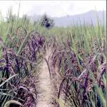 Buy AYODvati Black paddy seeds kala namak dhan beej (Kala Namak)1kg ...