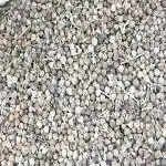 Buy Xetomos NIRGUNDI SEEDS SAMBHALU BEEJ 500gms Online at Best Prices ...