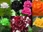 Buy NooElec Seeds India 100+ Seeds- Mix Colour Rose Gulab Flower Seeds ...
