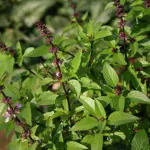 Buy Ashokavanam Sweet Basil (Ocimum Basilicum Lamiaceae) Medicinal Herb ...