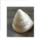 Buy Akshayshree Sales Decorative Medium Moti Sankh Ceramic (Pack of 1 ...