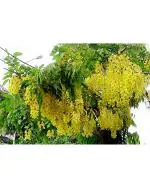 Buy Cassia Fistula , Golden Shower Flower Tree Seeds Online at Best Prices in India - JioMart.