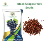 Buy Countgreen Plus Grapes Fruit Seeds, 11 Per Packet Online at Best ...