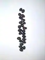 Buy Plantzoin Black chirmi Gunja Abrus precatorius Kala kaincha 51 ...