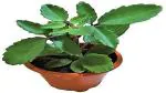 Buy Platone Bryophyllum Pinnatum/Patharchatta Plant Kidney Stone Plant ...