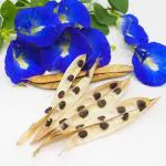 Buy Nvii Aparajita Blue Pea Butterfly Seeds, Asian Pigeonwings Blue ...