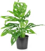 Buy Earth Angels Broken Heart Plant (Hybrid, Pack of 1) Online at Best ...