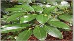 Buy Platone Cinnamon Plant SOM Online at Best Prices in India - JioMart.