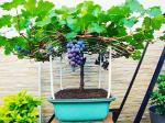 Buy Earth Angels Grapes PlantAngur PlantLive Black Small Grape / Angoor ...