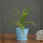 Buy Plantlane Ceramic Designer Cone Shape Pot With Tray/Pot For Plants ...