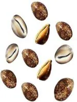 Buy OYMYAKON Invincibles Black / Kali Kaudi / kawri / kodi / Kali kwri ...