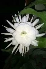 Buy Earth Angels Brahma Kamal Plant (Hybrid, Pack of 1) Online at Best ...