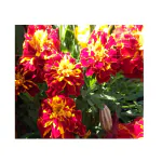 Buy ANDHAGNAI Marigold Jafri Flower Seeds for Winter Season Pack Of 40 ...