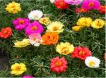 Buy Zomoloco Portulaca PlantTime phul PlantPortulaca Purselane Table ...