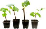 Buy Earth Angels Grapes PlantAngur PlantGrapes Sweet Hybrid Plant (Pack ...